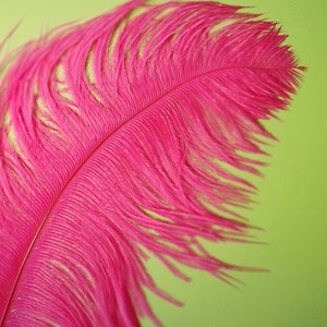 XL Hot Pink Ostrich Plumes. 13-16 Inches Tall. EXCLUSIVE QUALITY. - Etsy