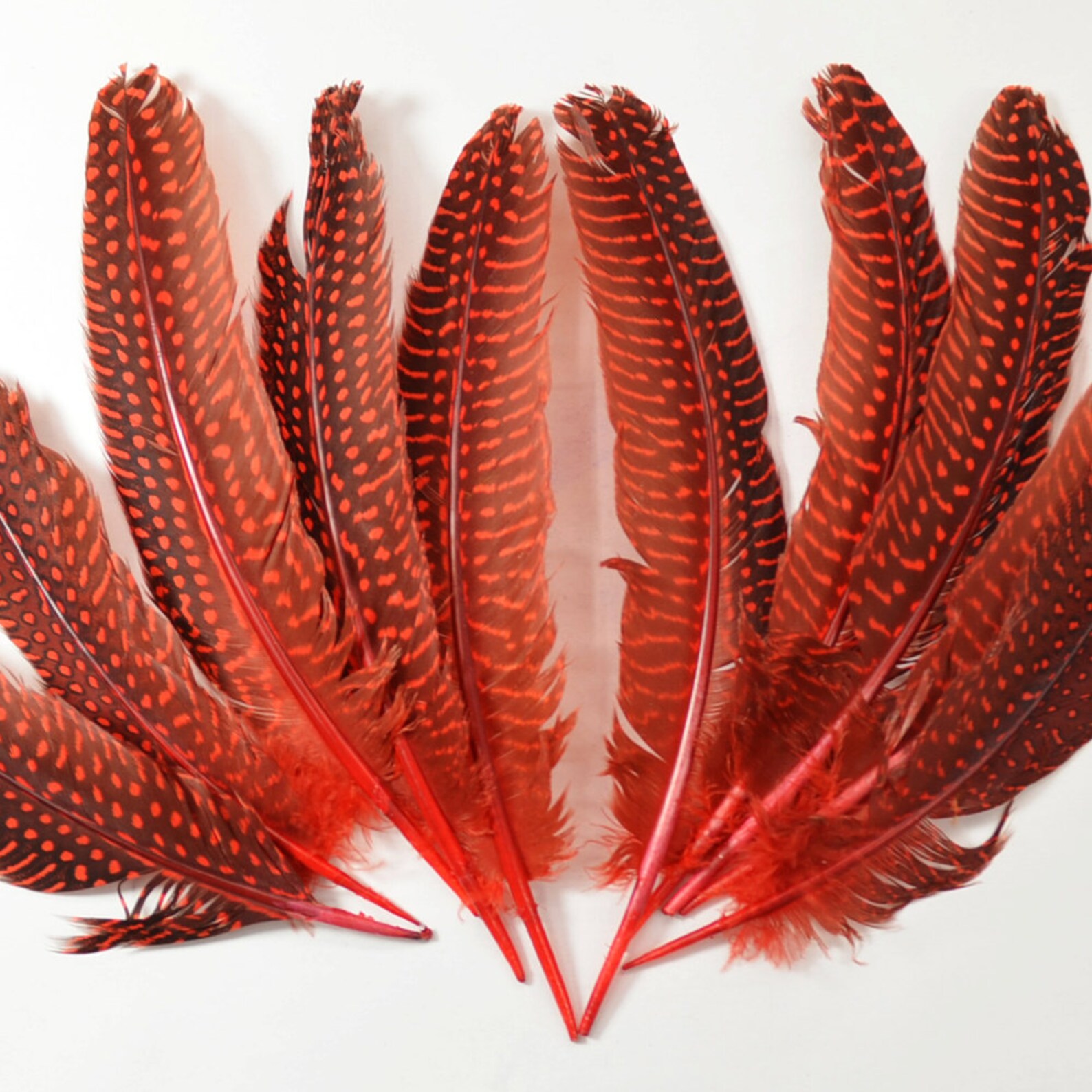 10pcs Guinea Fowl Quill Feathers, Polkadot Feathers- Red - Etsy