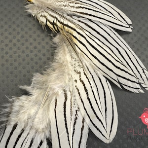 12 Pcs - SILVER PHEASANT Feathers, Select Grade, Zebra, Stripes, Exotic ...