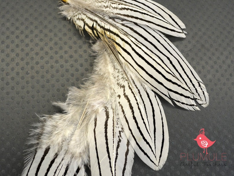 12 Pcs SILVER PHEASANT Feathers Select Grade Zebra - Etsy