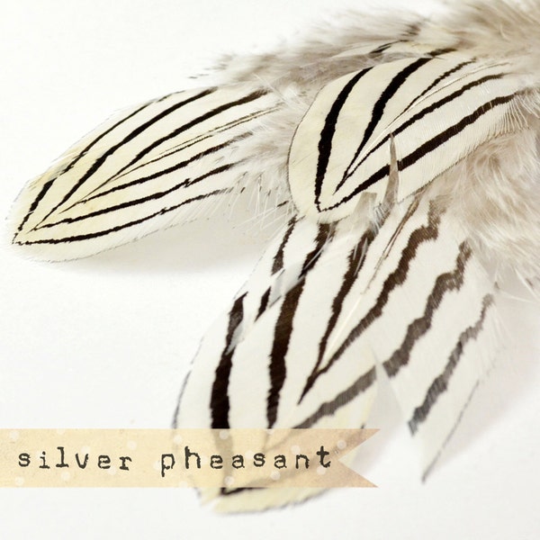 Zebra Feathers - Etsy