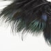 40-50 Pcs - Rump Hackle - Dyed Black - Ringneck Pheasant Strung - Etsy
