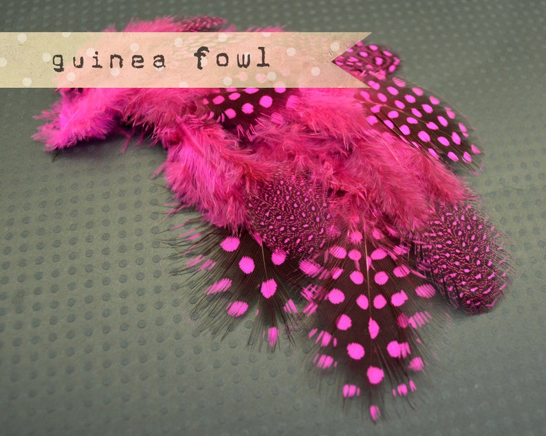 2 Dozen - HOT PINK Guinea Fowl Plumages, Millinery and Craft, Feather ...