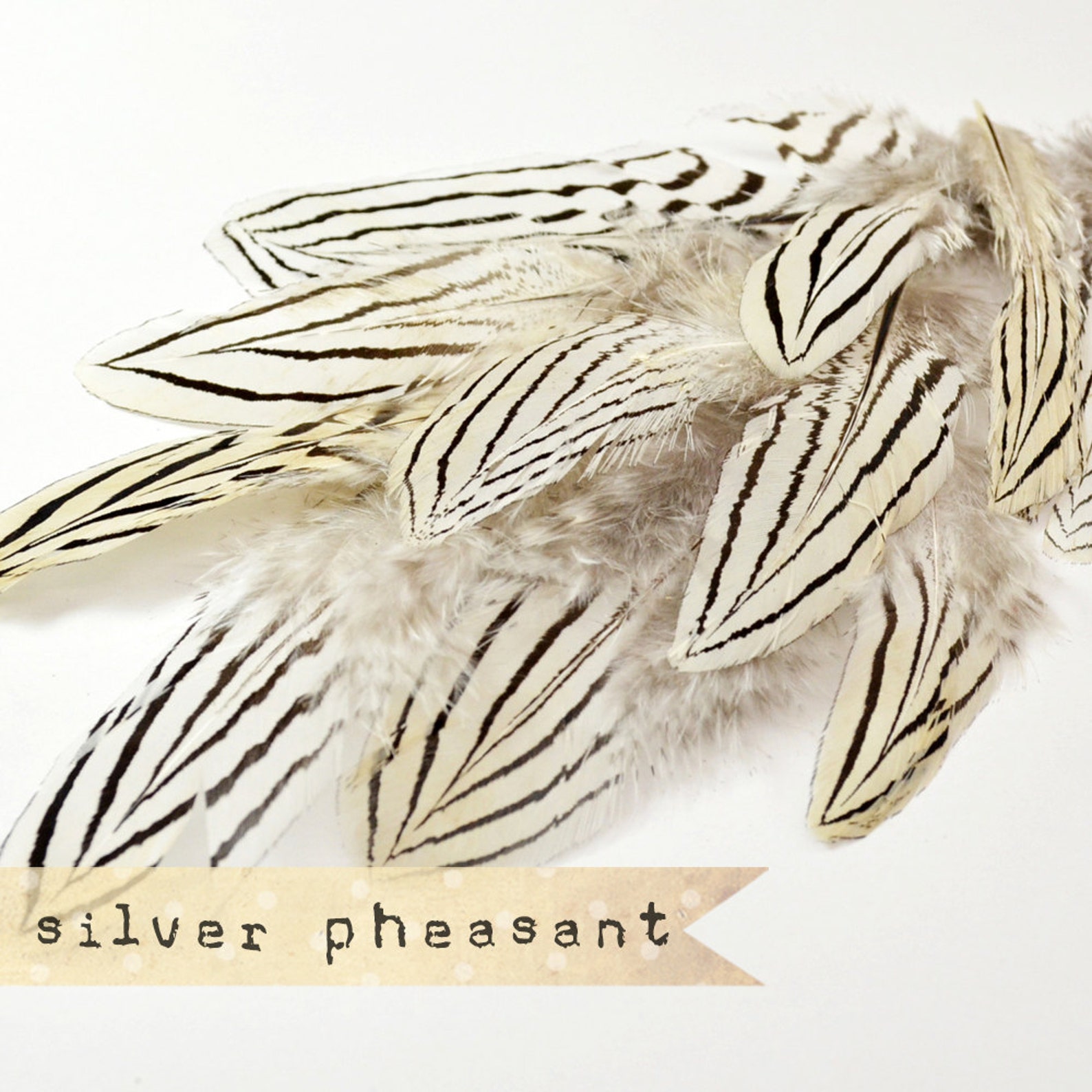 12 Pcs NATURAL Silver Pheasant Feathers Select Grade - Etsy