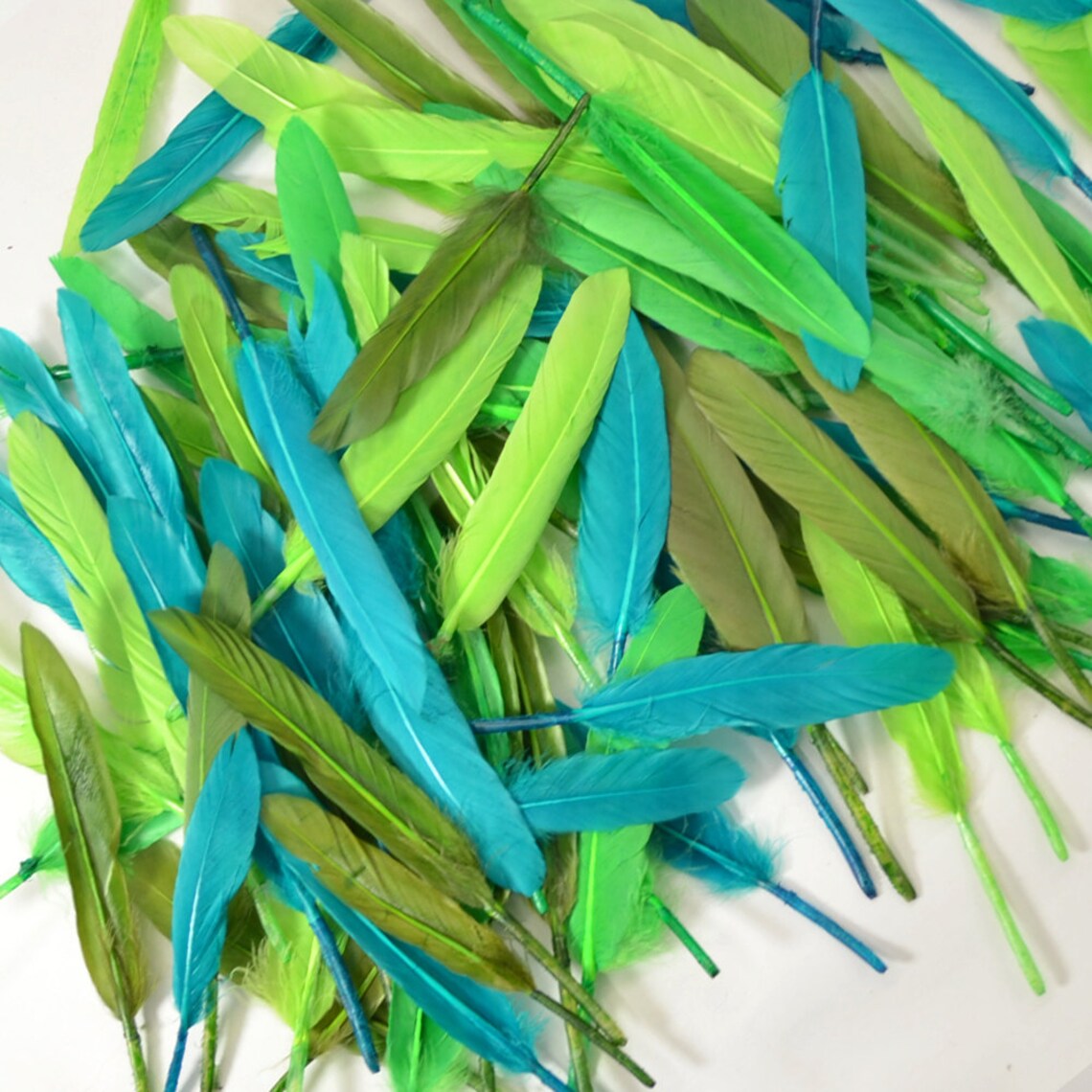 Middling Duck Quills Stiff Loose Feathers Amazon Rainforest - Etsy