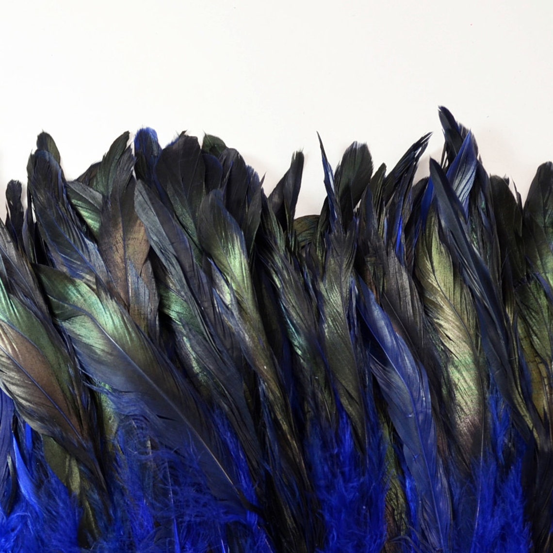25-30pcs Rooster Tail Feathers-royal Blue 6-8 Tall - Etsy
