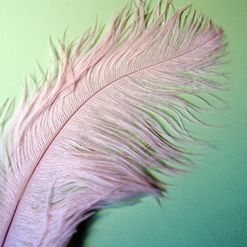 Feather Tickler - Etsy