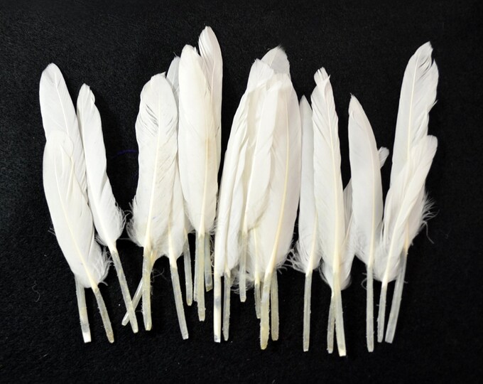 Middling Duck Quills Stiff Loose Feathers Natural White - Etsy