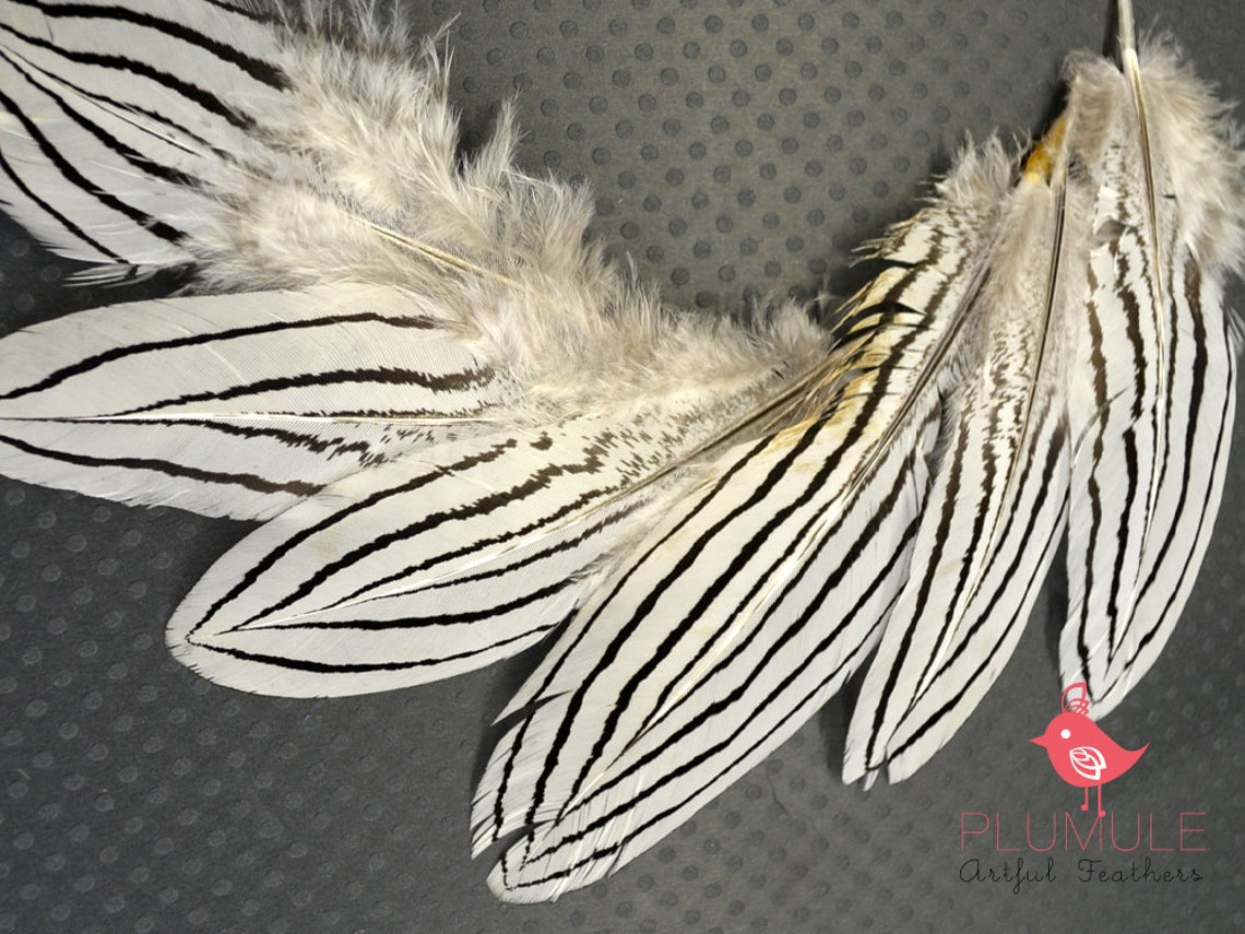 12 pcs SILVER PHEASANT feathers select grade zebra | Etsy