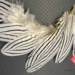 12 Pcs - SILVER PHEASANT Feathers, Select Grade, Zebra, Stripes, Exotic ...