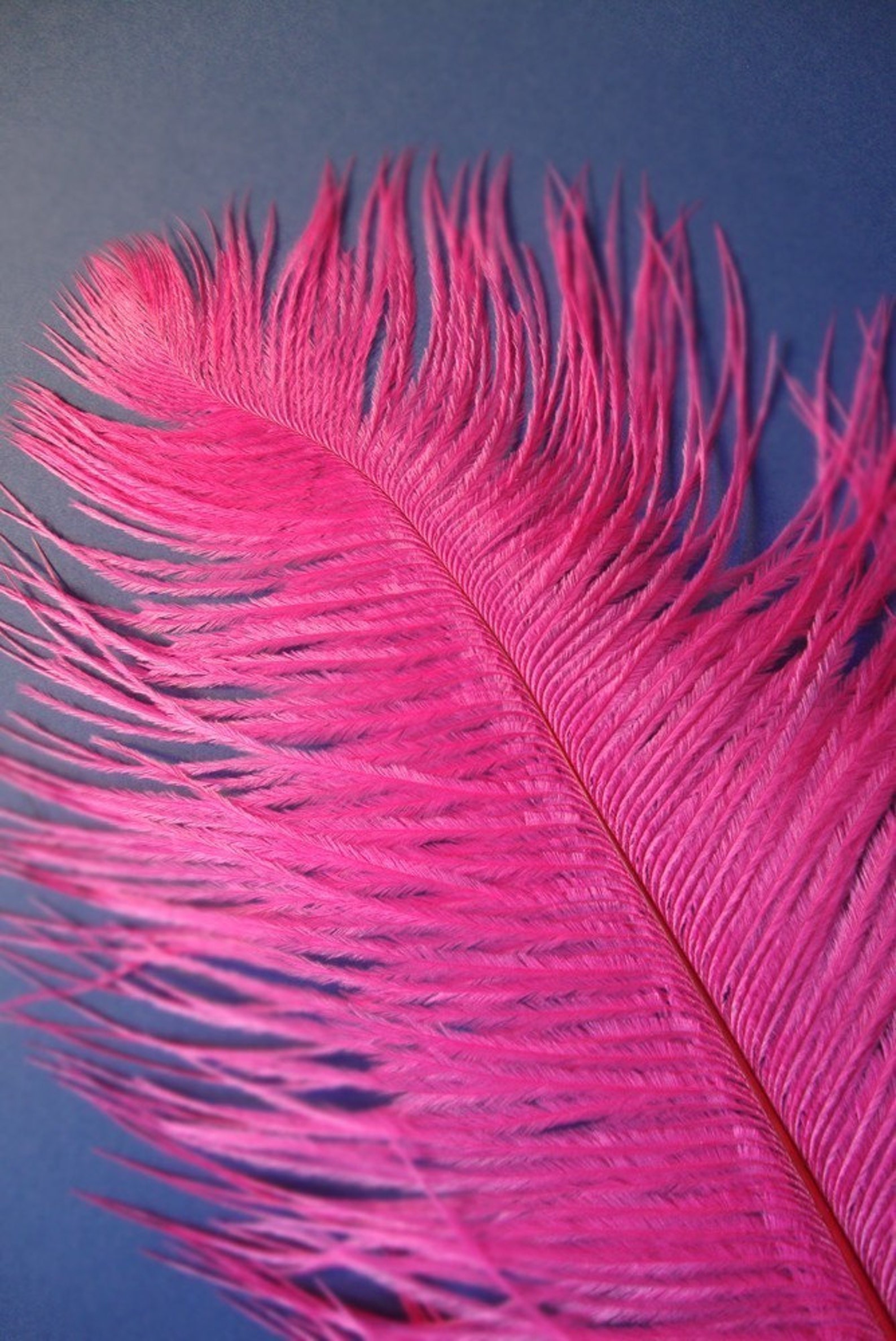 XL Hot Pink Ostrich Plumes. 13-16 Inches Tall. EXCLUSIVE - Etsy
