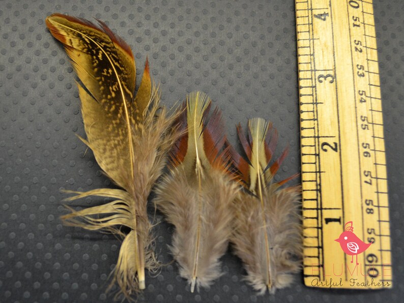 12 Pcs NATURAL PHEASANT Feathers All Natural Mix Feathers | Etsy