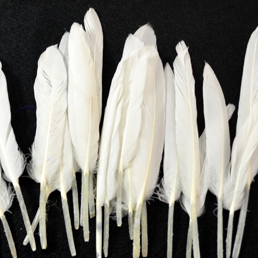 Middling Duck Quills Stiff Loose Feathers Natural White - Etsy
