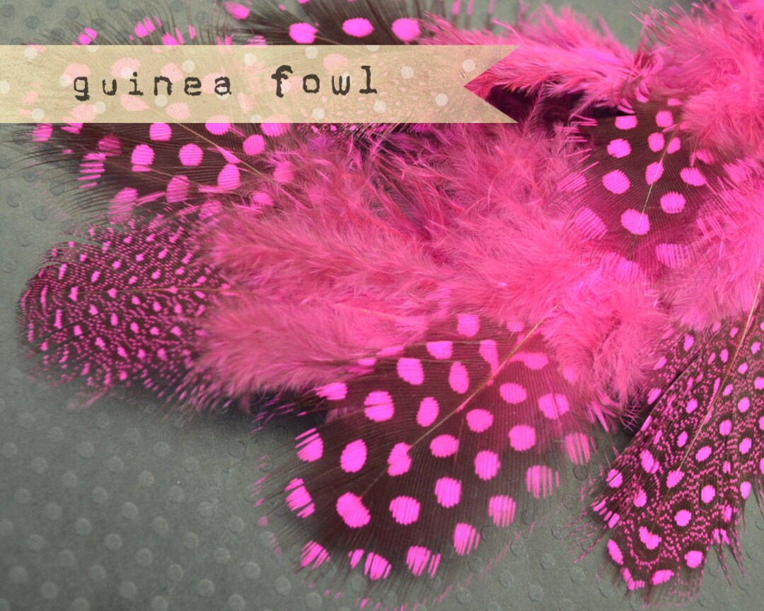 2 Dozen - HOT PINK Guinea Fowl Plumages, Millinery and Craft, Feather ...