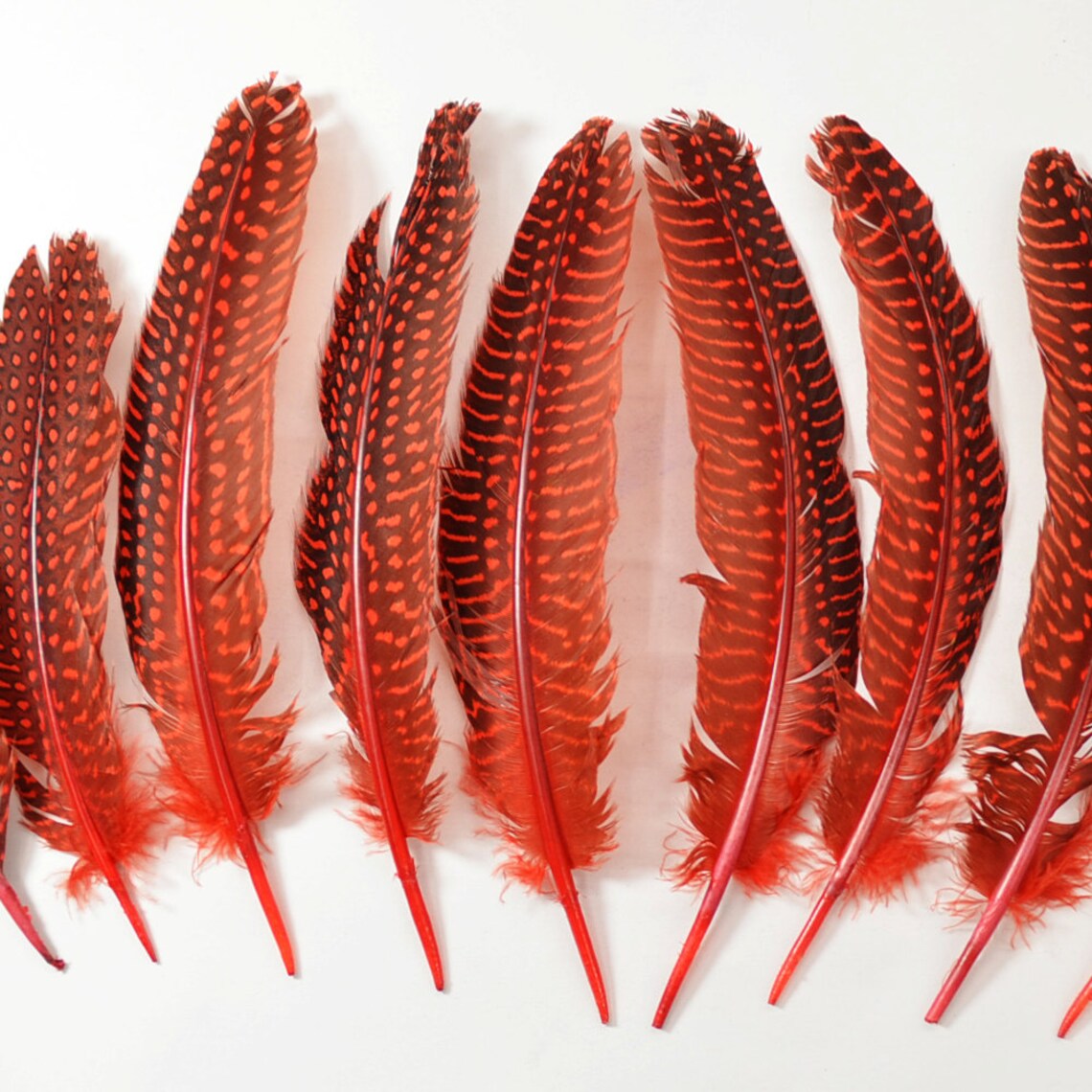 10pcs Guinea Fowl Quill Feathers, Polkadot Feathers- Red - Etsy