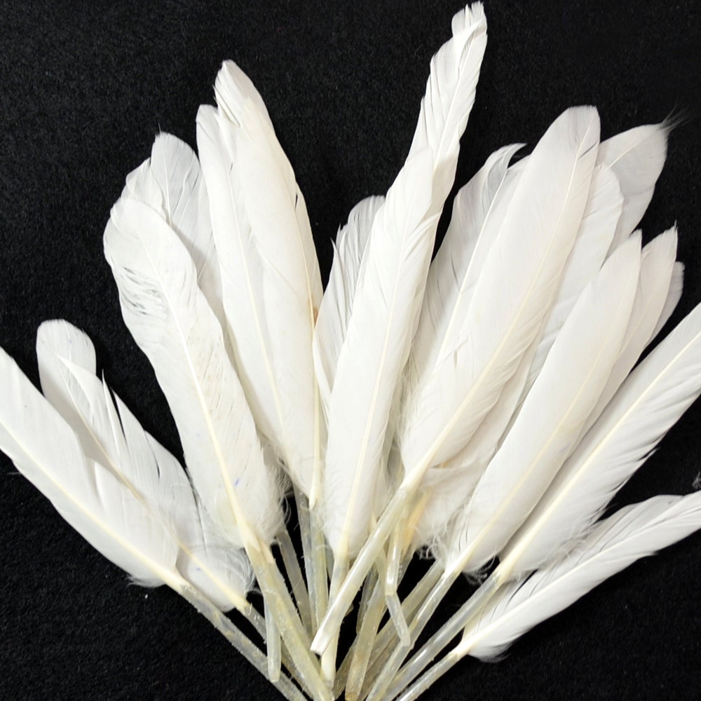 Middling Duck Quills Stiff Loose Feathers Natural White - Etsy