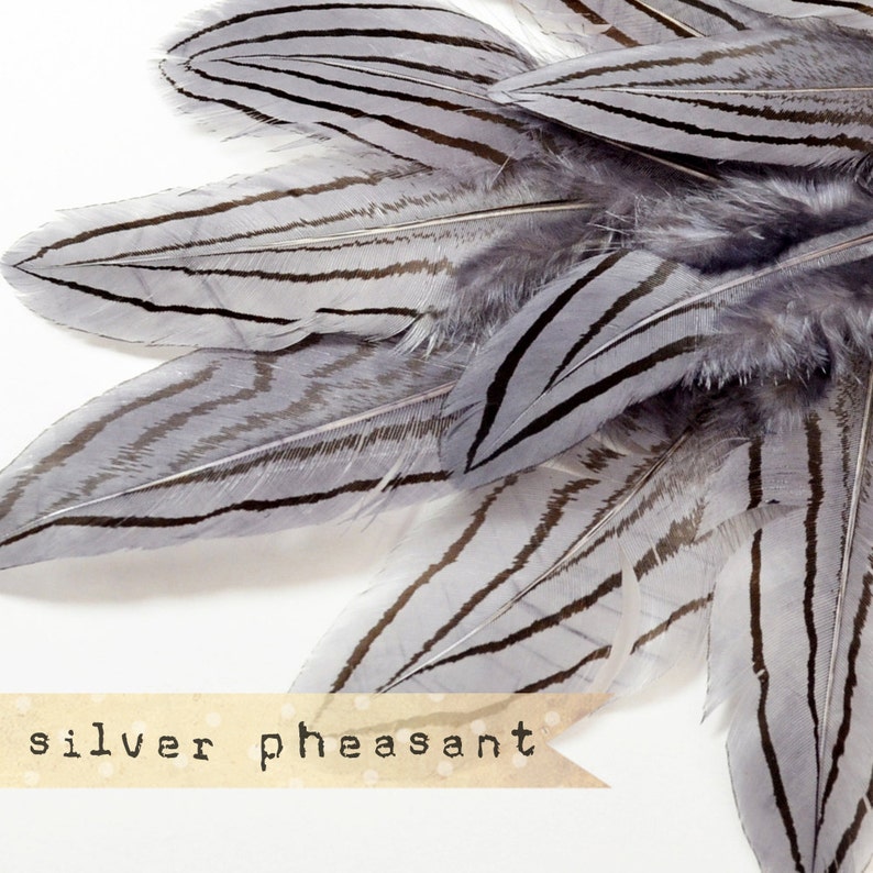 12 Pcs Silver Pheasant Feathers Grey Select Grade - Etsy