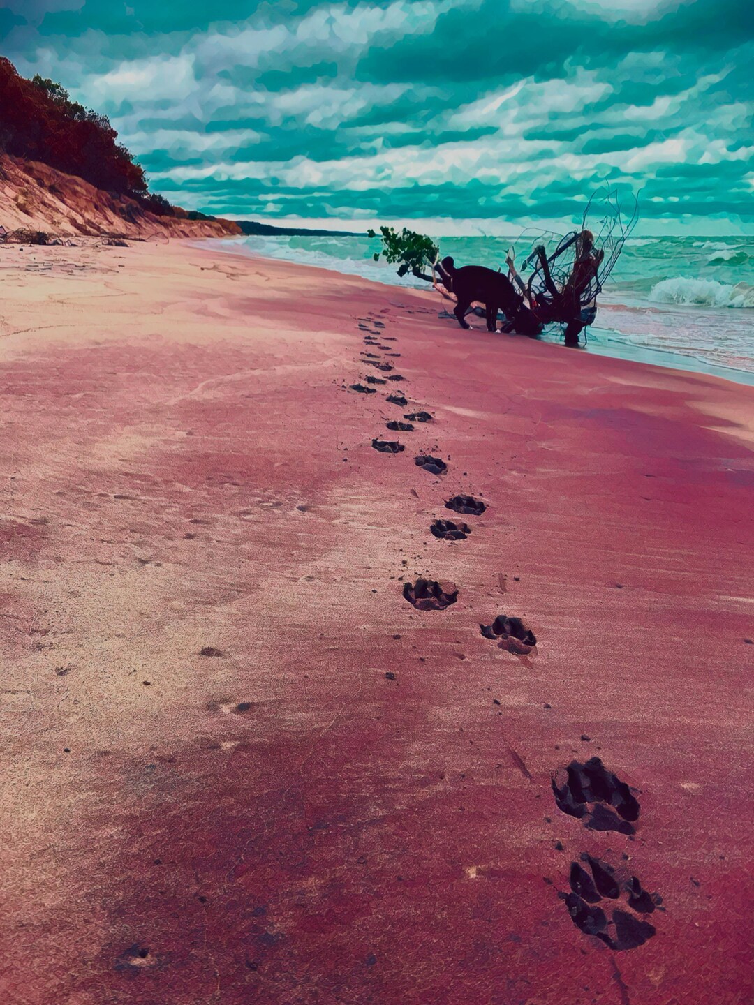 Dog Paw Prints in the Sand at the Beach - Etsy