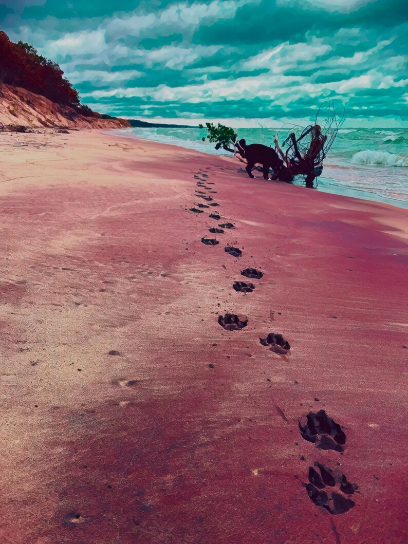 Dog Paw Prints in the Sand at the Beach - Etsy