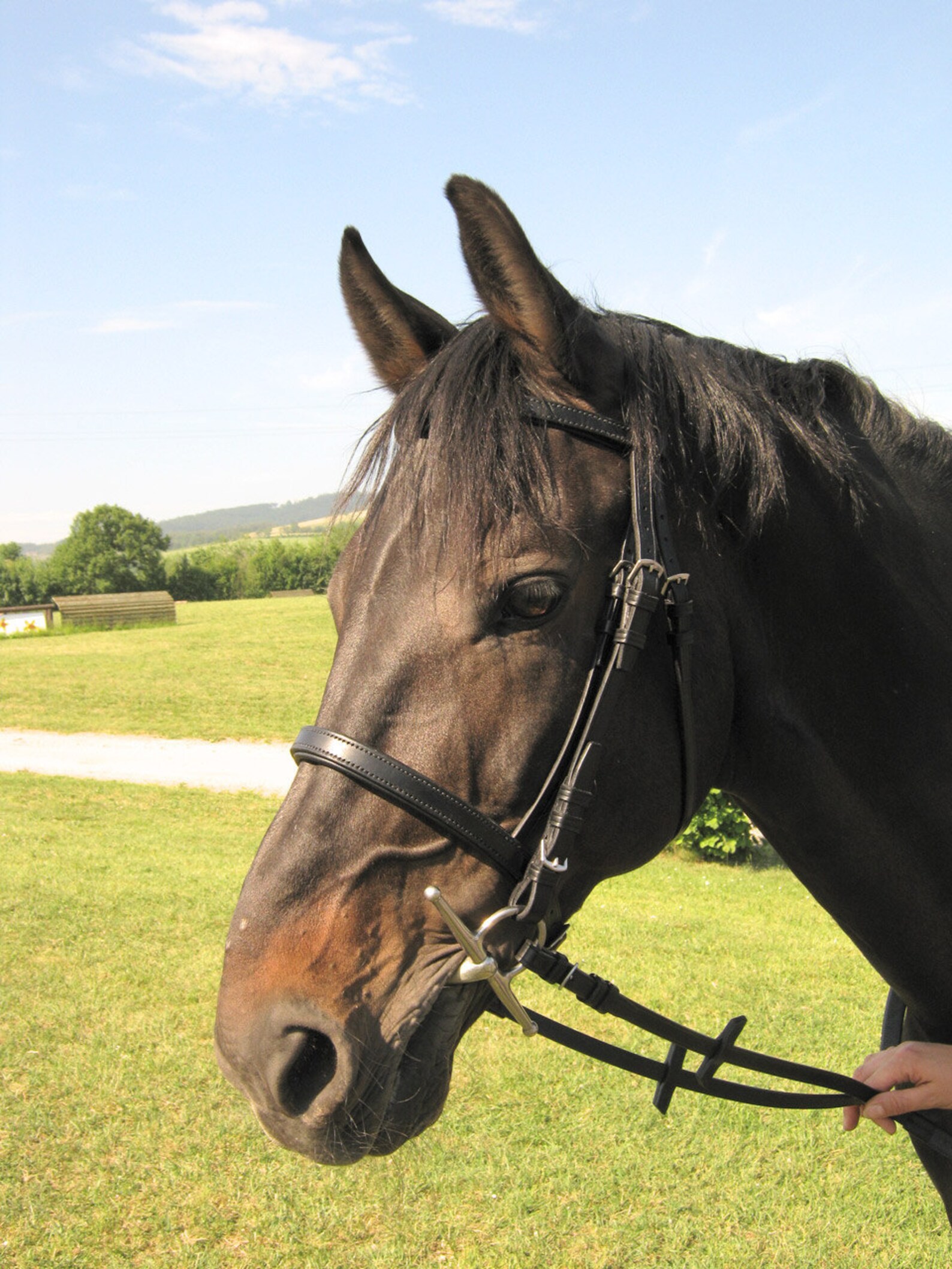 Custom Horse Bridle With Padded Browband and Noseband - Etsy