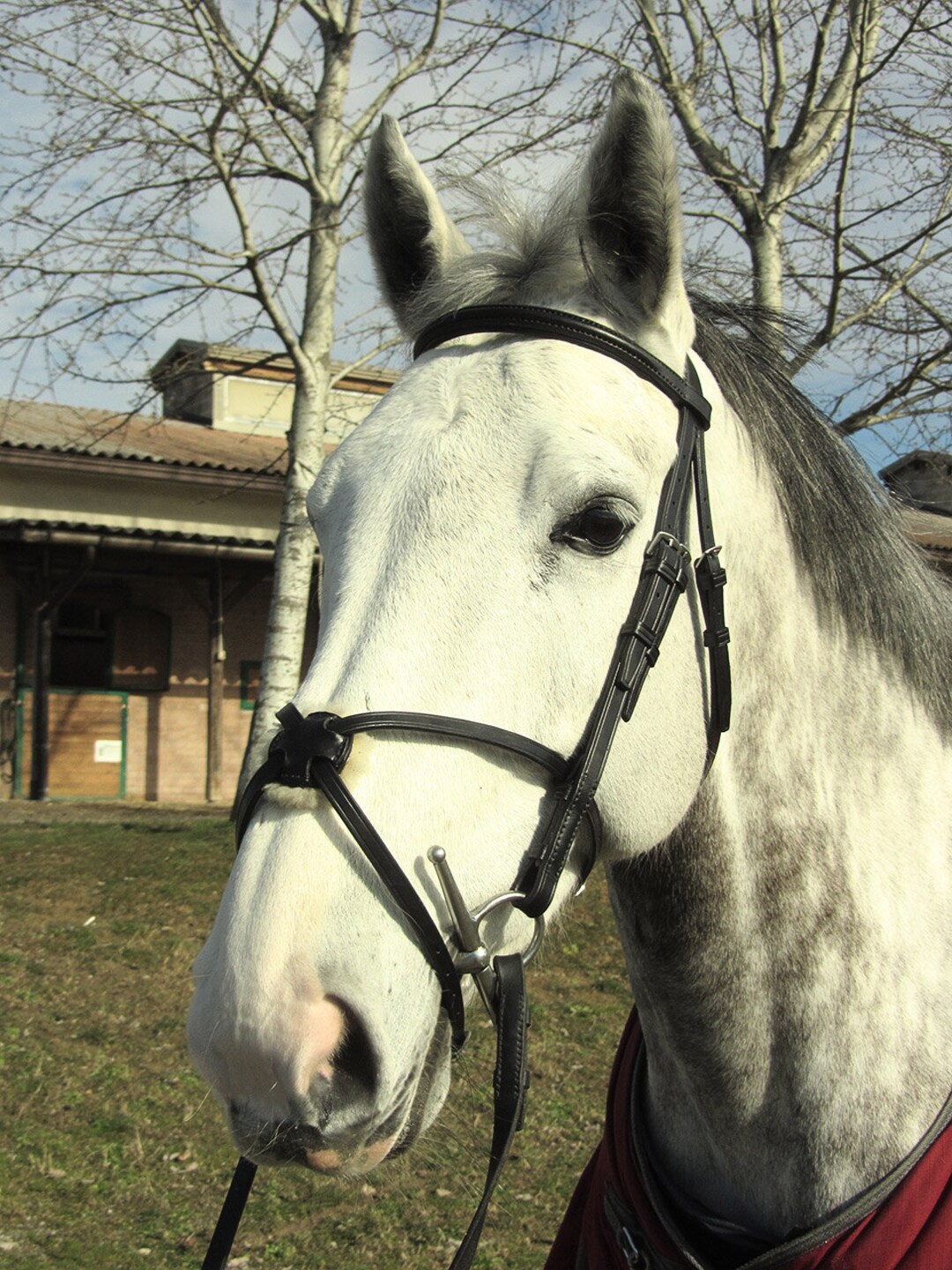 Custom Horse Bridle With Grackle Noseband and Padded Browband - Etsy