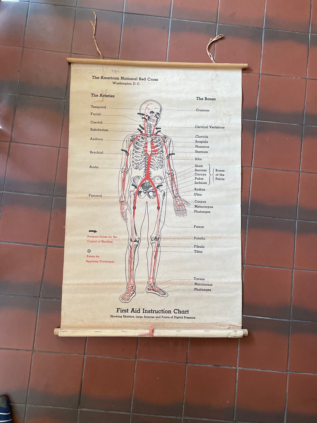 Vintage Anatomical Wall Chart Red Cross 1930s CPR - Etsy