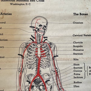 Anatomical Wall Chart Red Cross 1930s CPR VINTAGE by Plantdreaming ...
