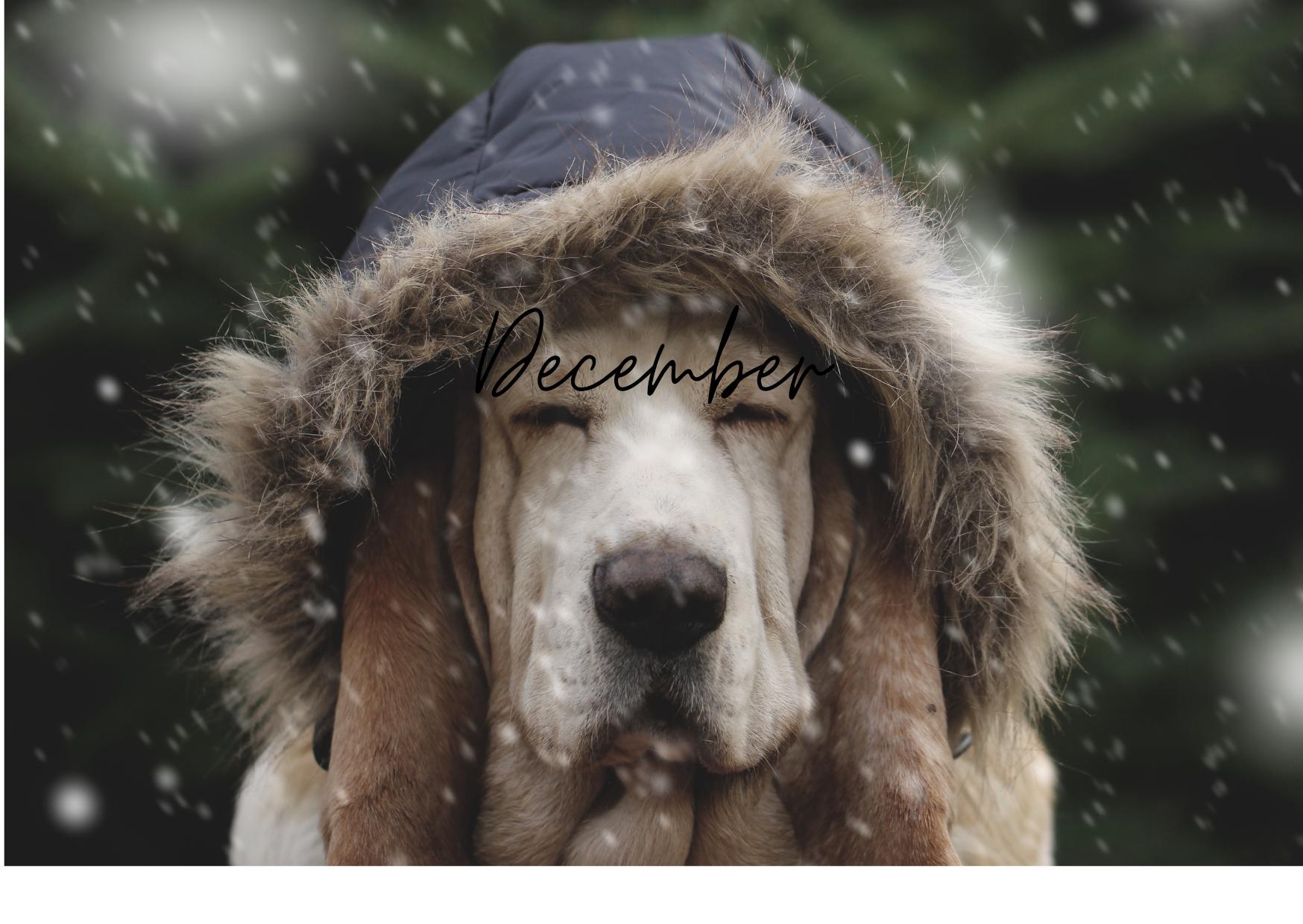 Dog Theme Customizable Calendar - Etsy