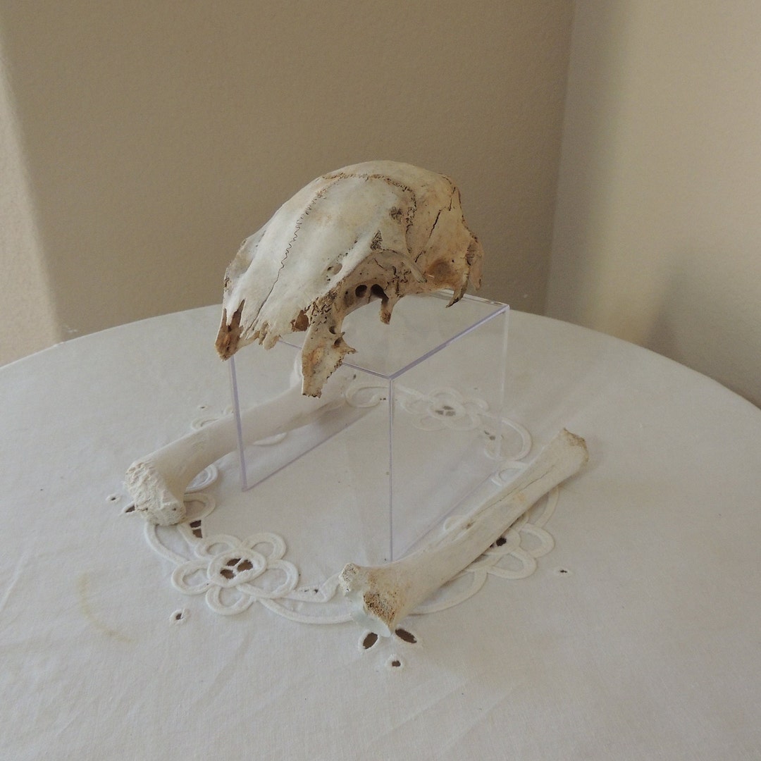 Animal Skull and Two Leg Bones. Three Small Natural Skull and Leg Bones ...