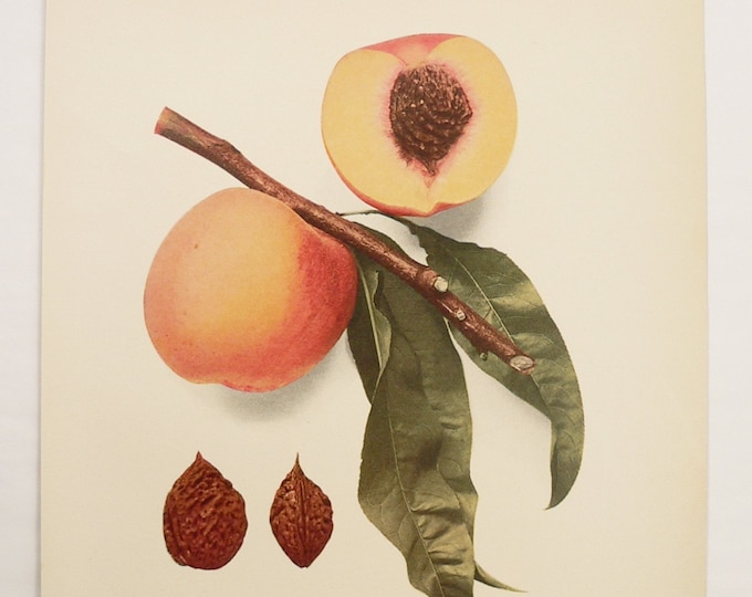 Antique Print of Peaches 1917 Vintage Peach Print, Wheatland Peach ...