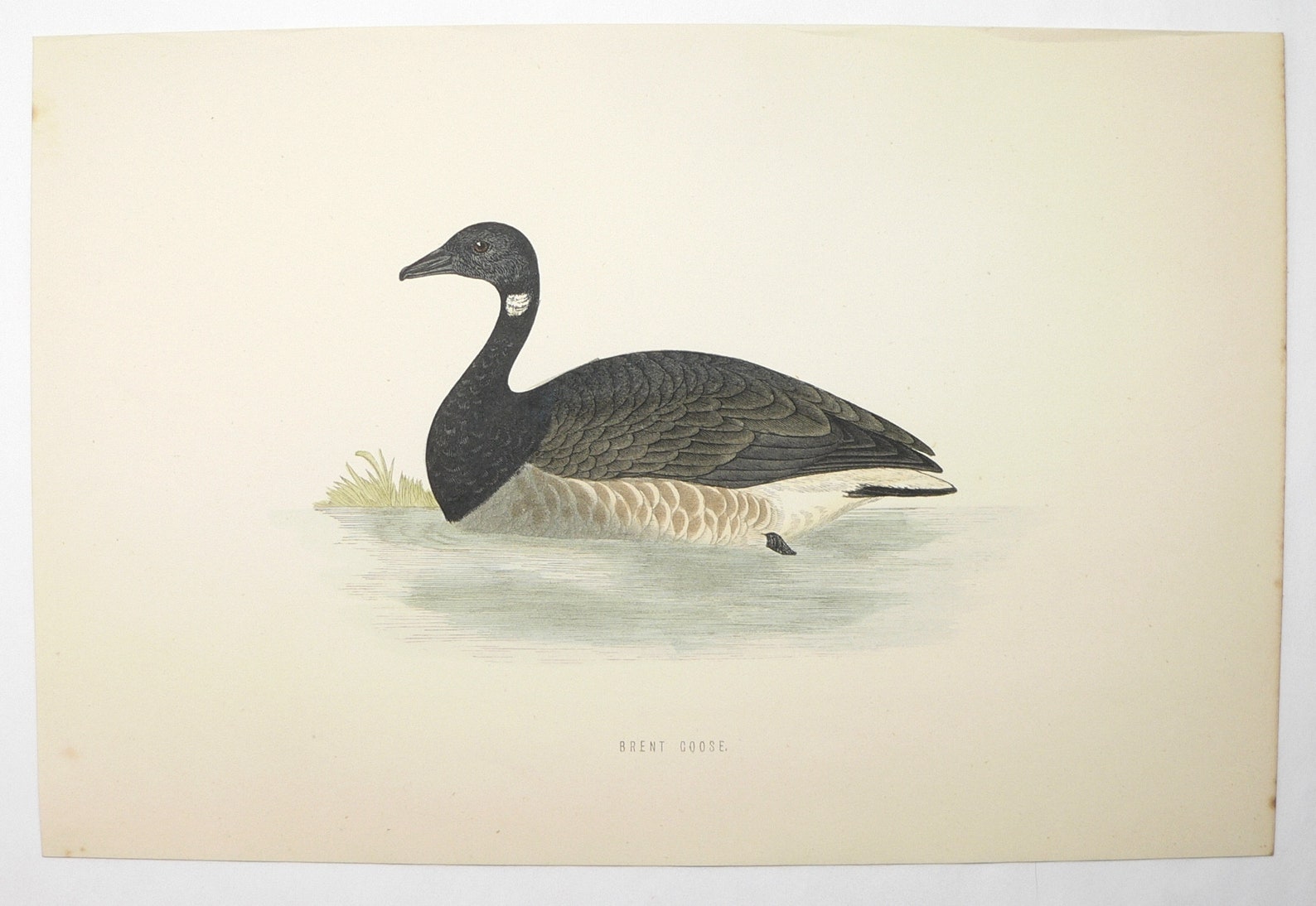 Antique Brent Goose Print 1870 FO Morris Goose Engraving, Original ...