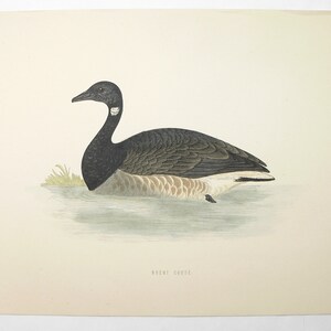 Antique Brent Goose Print 1870 FO Morris Goose Engraving, Original ...