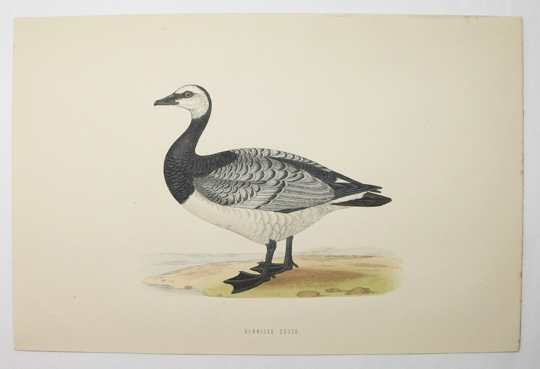 1870 Bernicle Goose Print, Original Antique Bird Print to Frame, FO ...