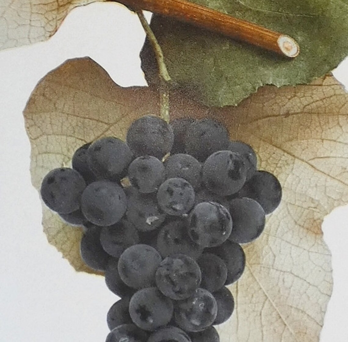 1908 Vintage Fruit Print Cottage Grape Print, Winery Art, Gift for ...