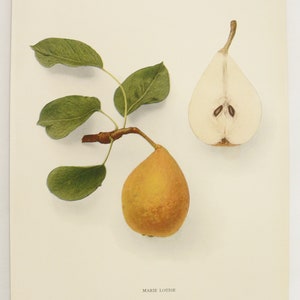 Marie Louise Pear Print, Vintage Fruit Print, 1921 Vintage Decor Print ...