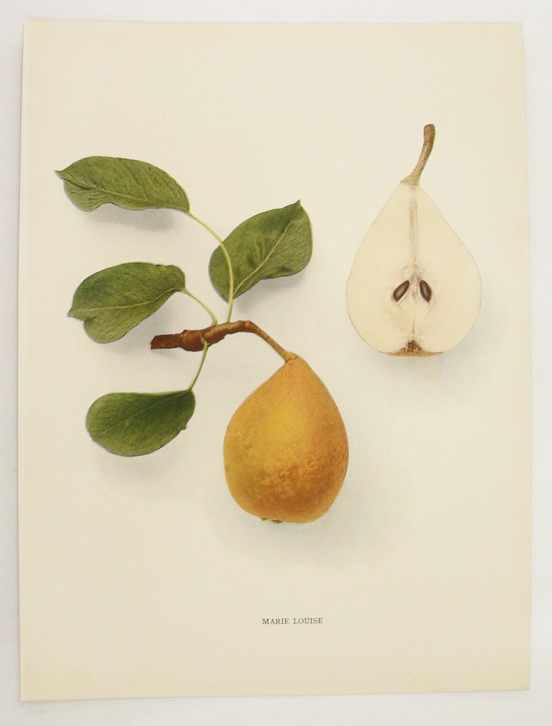 Marie Louise Pear Print, Vintage Fruit Print, 1921 Vintage Decor Print ...