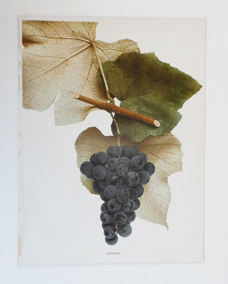 1908 Vintage Fruit Print Cottage Grape Print, Winery Art, Gift for ...