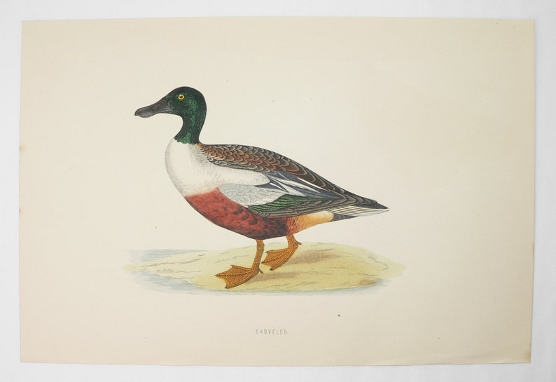 Antique Shoveler Duck Print 1870 FO Morris Duck Engraving, Original ...