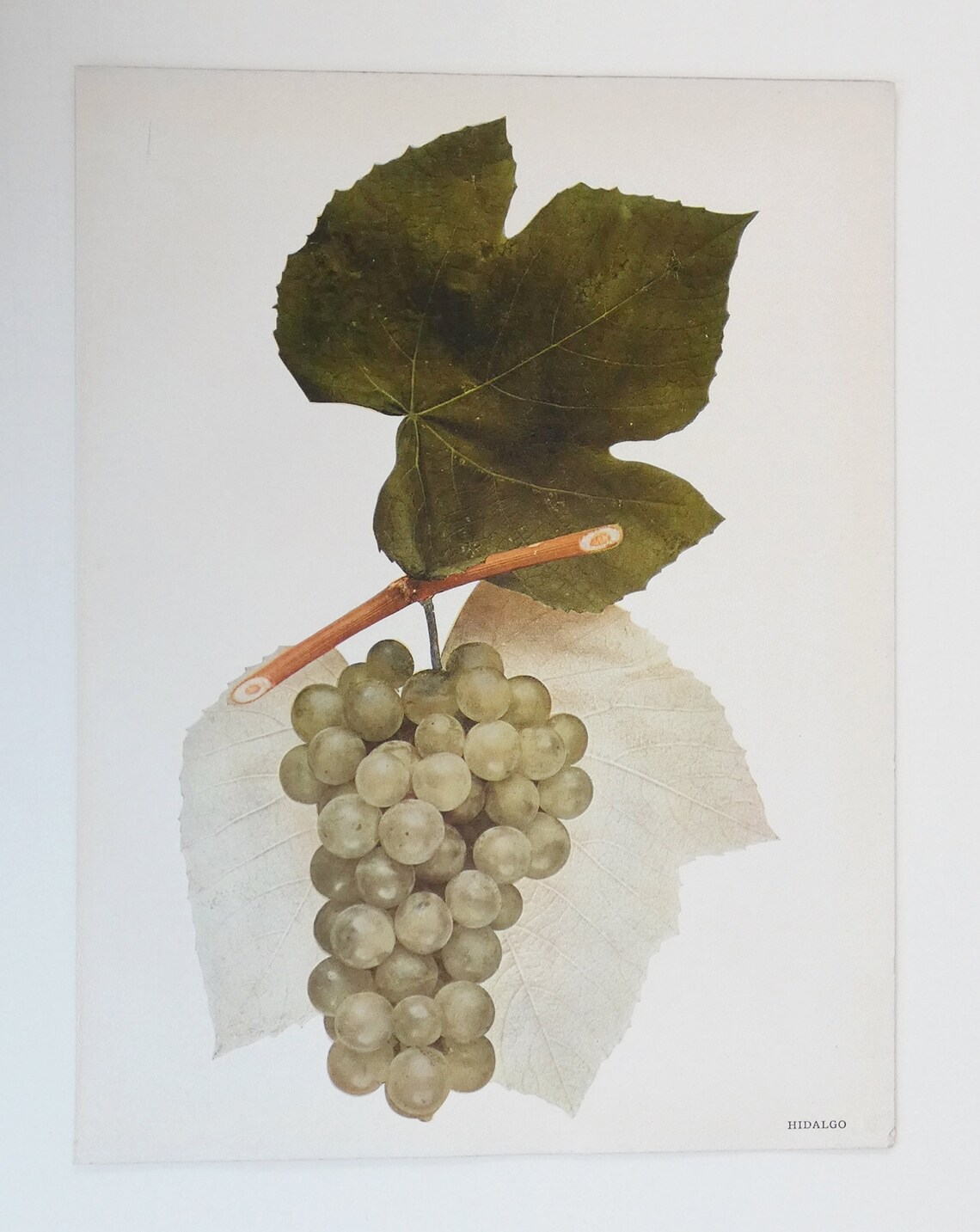 1908 Vintage Grape Print, Antique Fruit Print, Green Hidalgo Grapes of ...