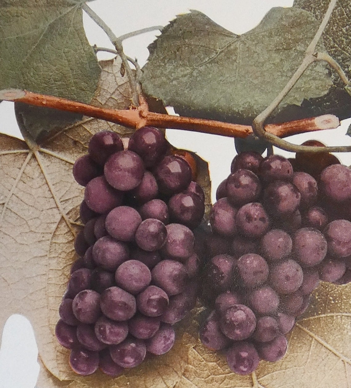 1908 Vintage Grape Print, Diana Grapes, Old Fruit Print, Restaurant ...