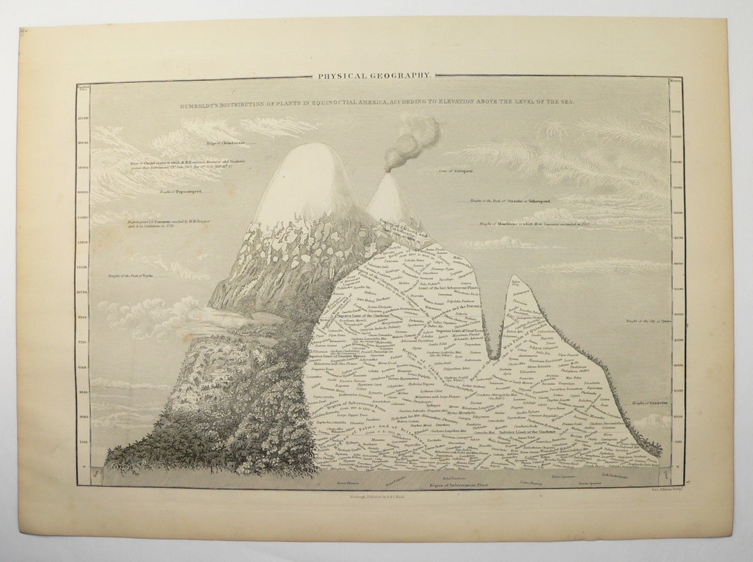 1852 A & C Black Chart of World Plants, Physical Geography Antique Map ...