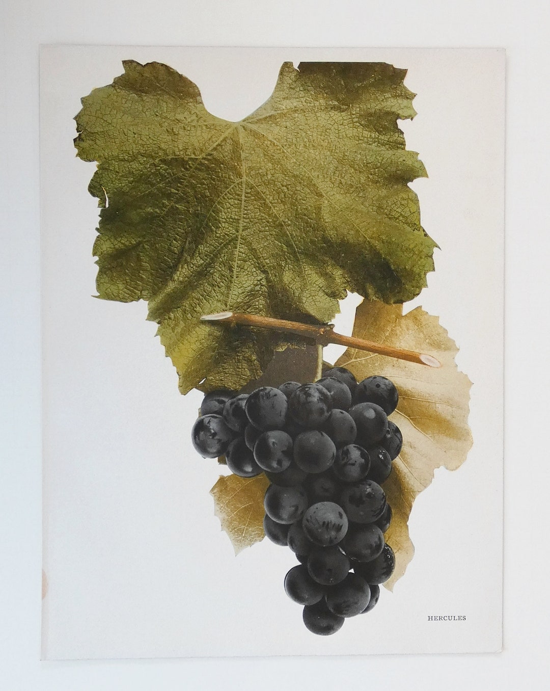 1908 Vintage Fruit Print, Hercules Grape Print, Winery Art, Gift for ...