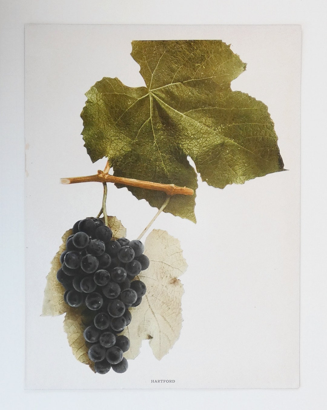 1908 Hartford Grape Print, Antique Fruit Color Plate - Etsy