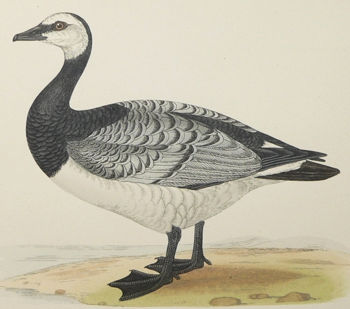 1870 Bernicle Goose Print, Original Antique Bird Print to Frame, FO ...