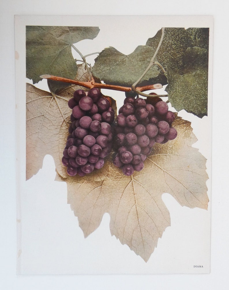 1908 Vintage Grape Print, Diana Grapes, Old Fruit Print, Restaurant ...