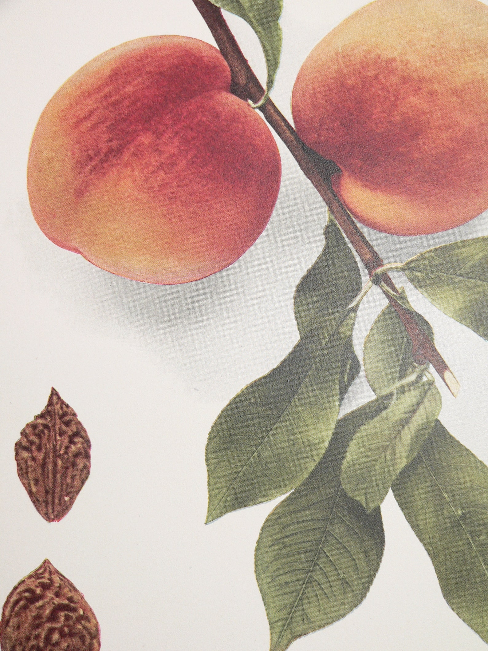 Antique Print of Peaches 1917 Vintage Peach Print Salwey - Etsy