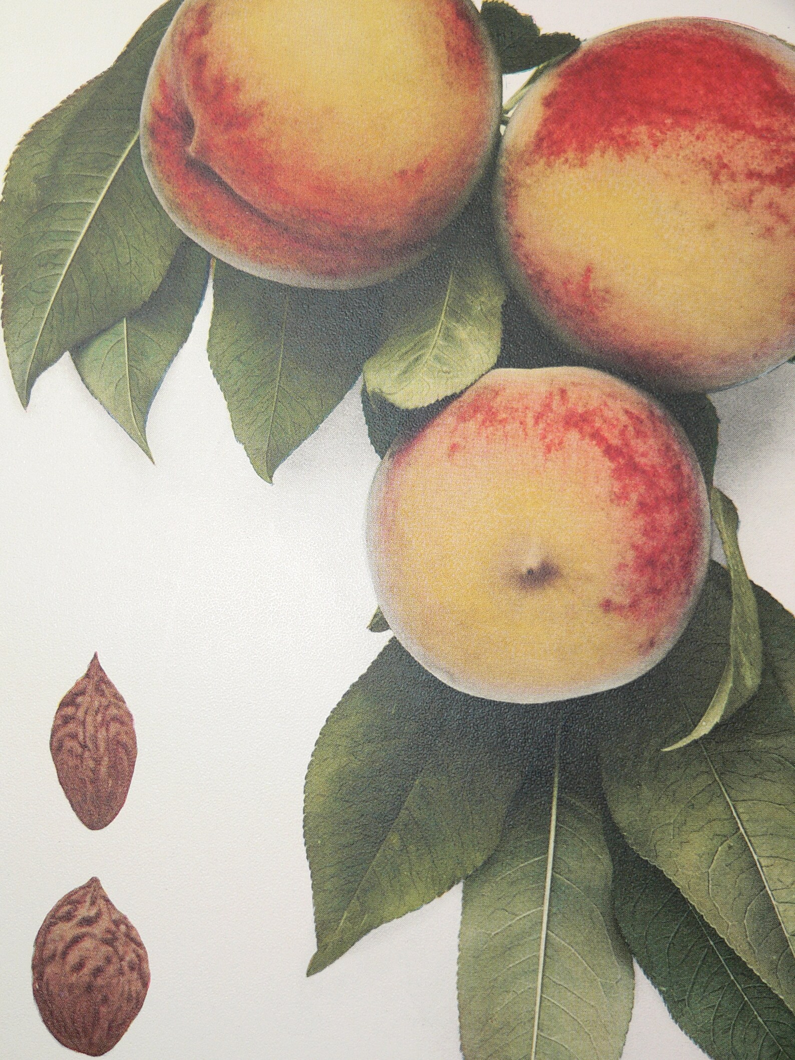 1917 Vintage Pearson Peach Print Original Antique Print of - Etsy