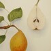 Marie Louise Pear Print, Vintage Fruit Print, 1921 Vintage Decor Print ...