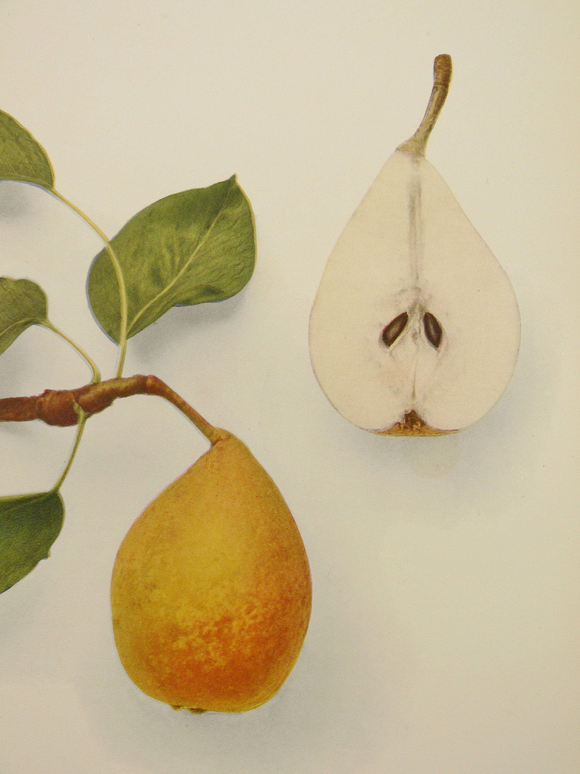 Marie Louise Pear Print, Vintage Fruit Print, 1921 Vintage Decor Print ...