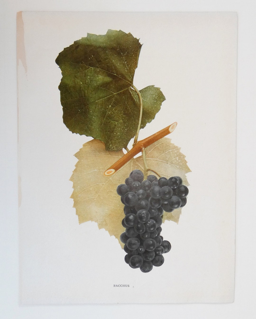 1908 Vintage Grape Print, Bacchus Grapes, Old Fruit Print, Restaurant ...